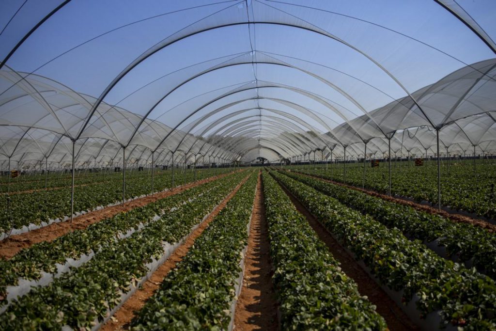 Everything You Need to Know About Agri Shade Nets - PlusNet