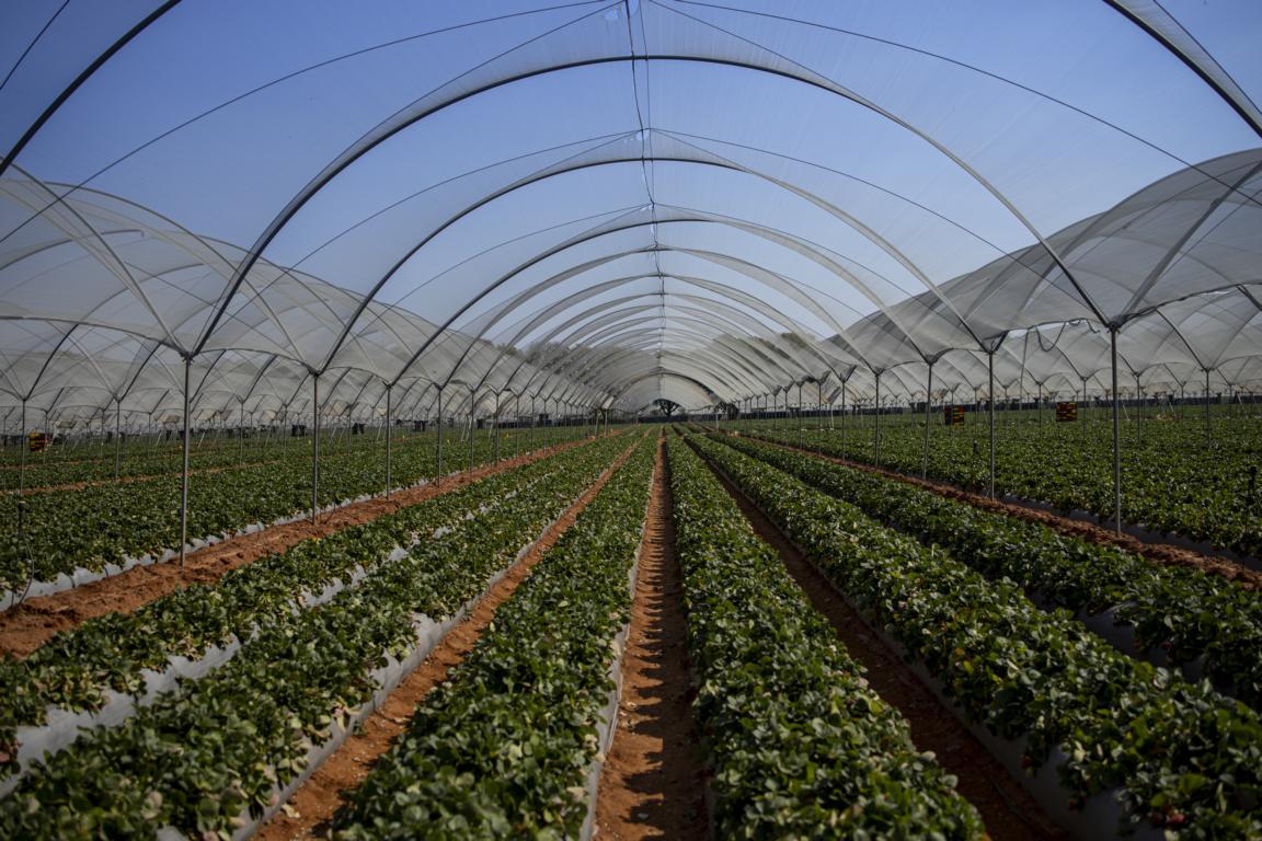 Everything You Need to Know About Agri Shade Nets - PlusNet