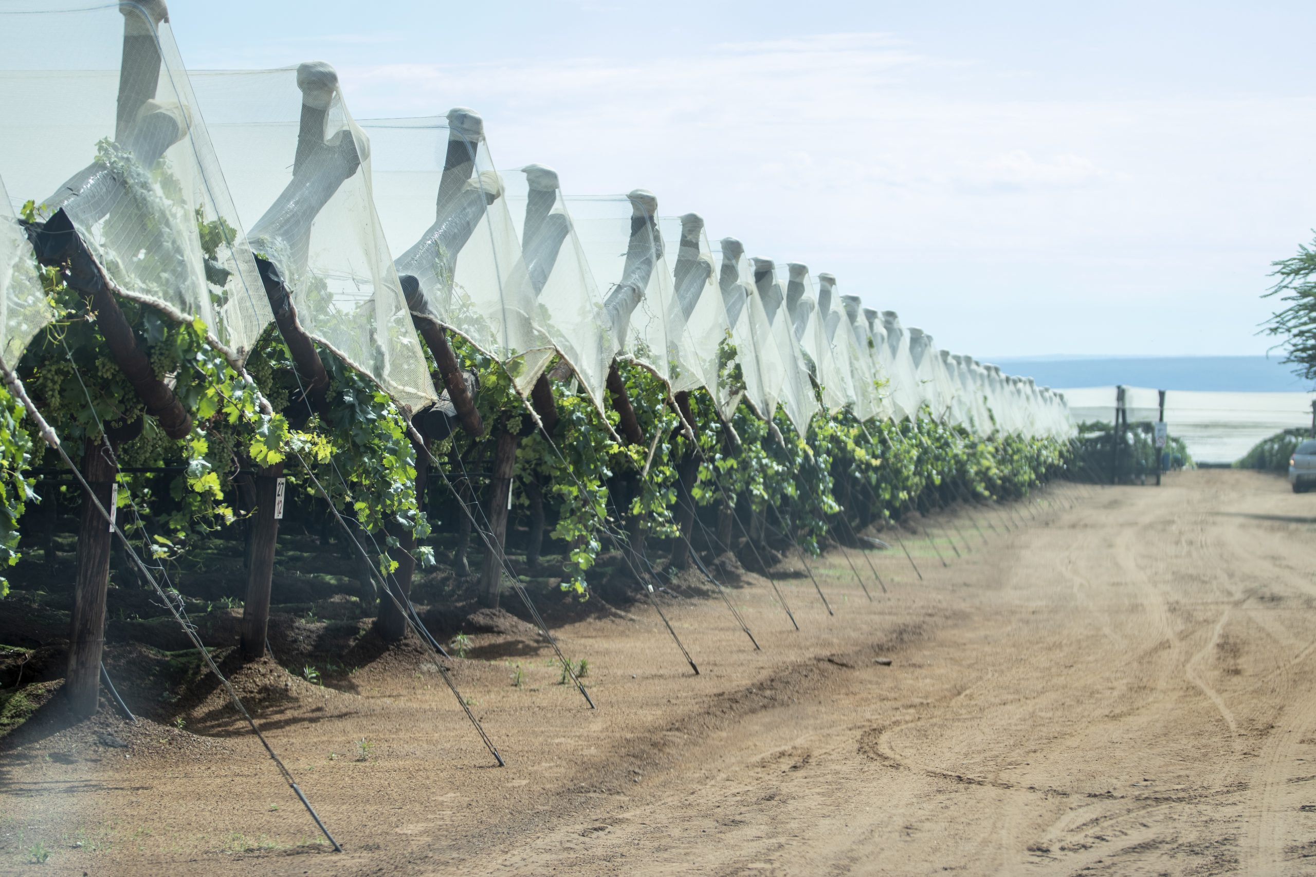 Shade net protects your valuable agricultural investment in many ways ...
