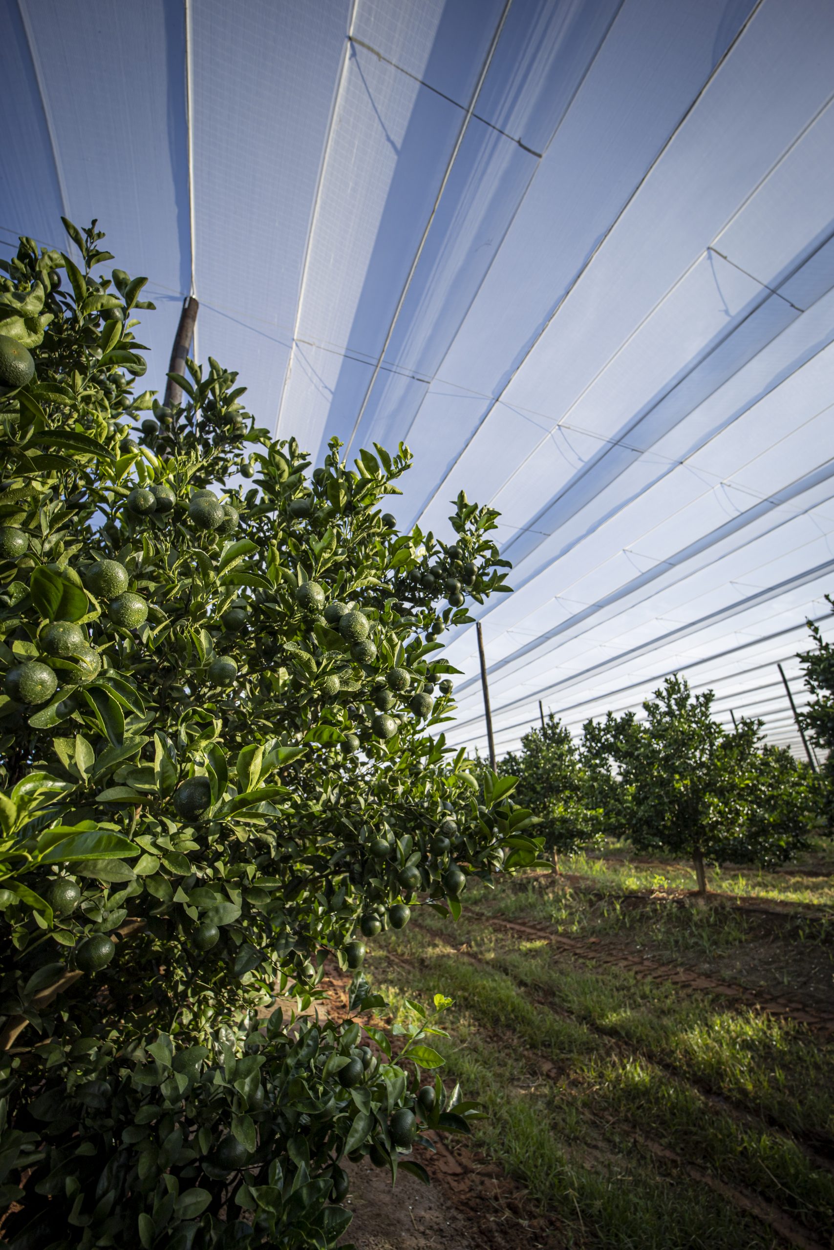 Why PlusNet Shade Net is perfect for growing your Apples? - PlusNet