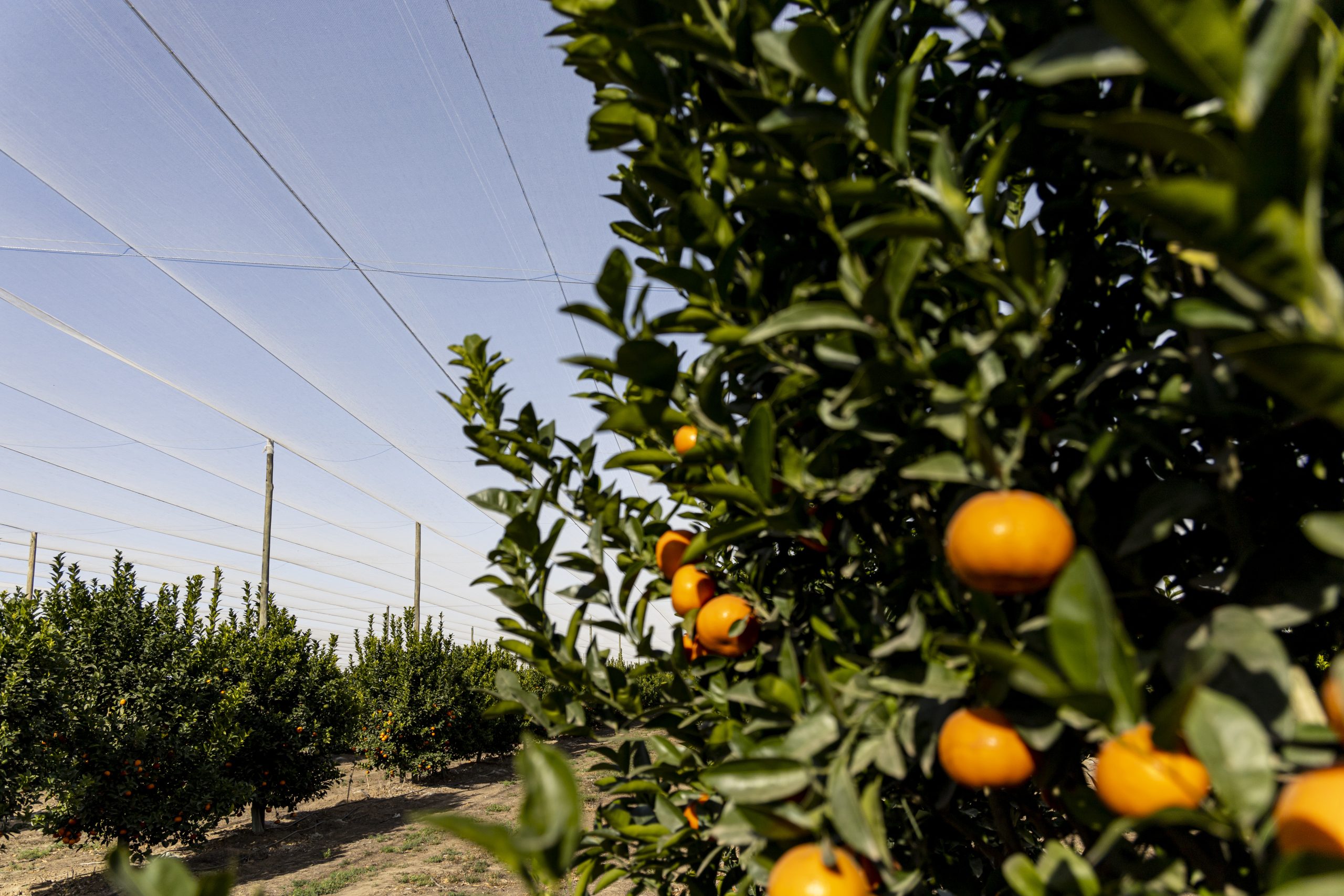 Harnessing the power of citrus with agricultural knitted shade net: A ...