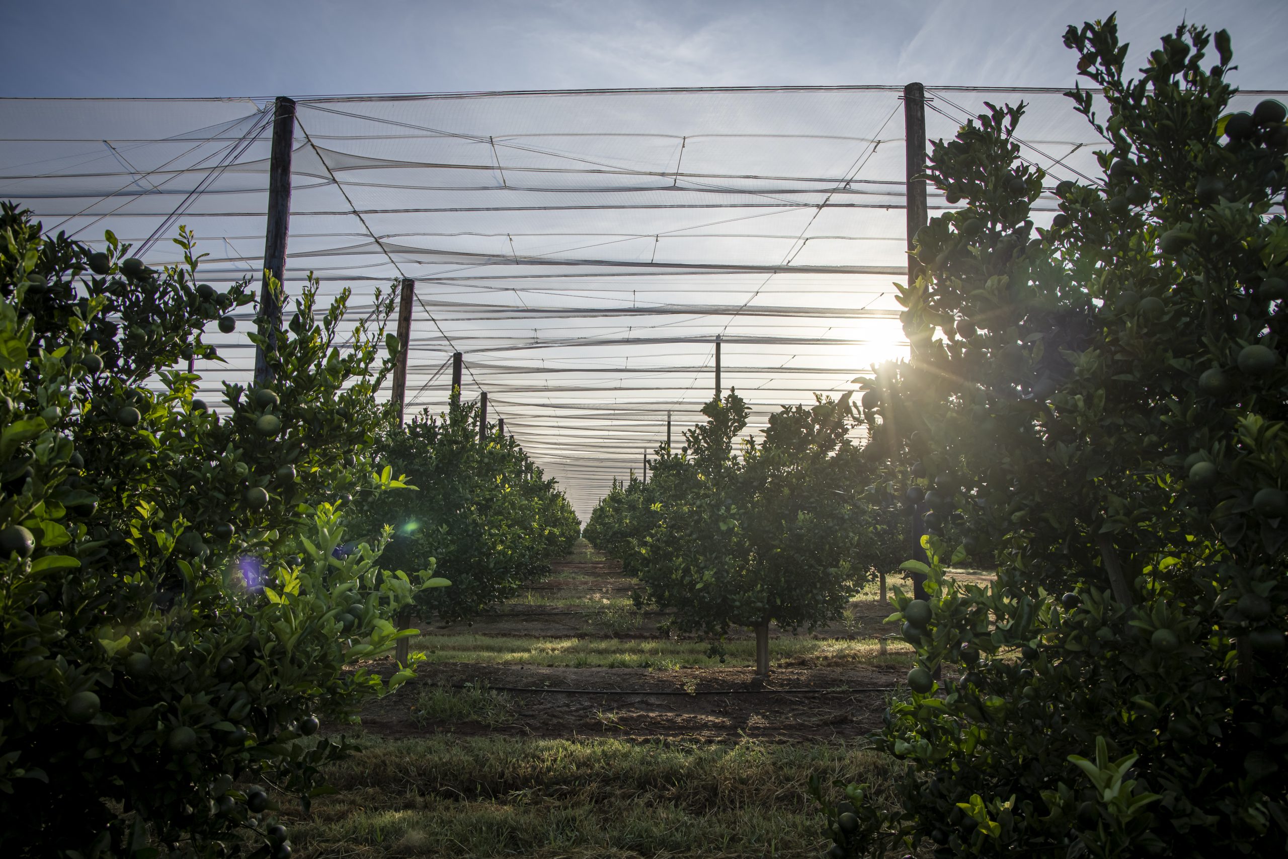 PlusNet shade netting solutions: Growing crops, protecting futures ...