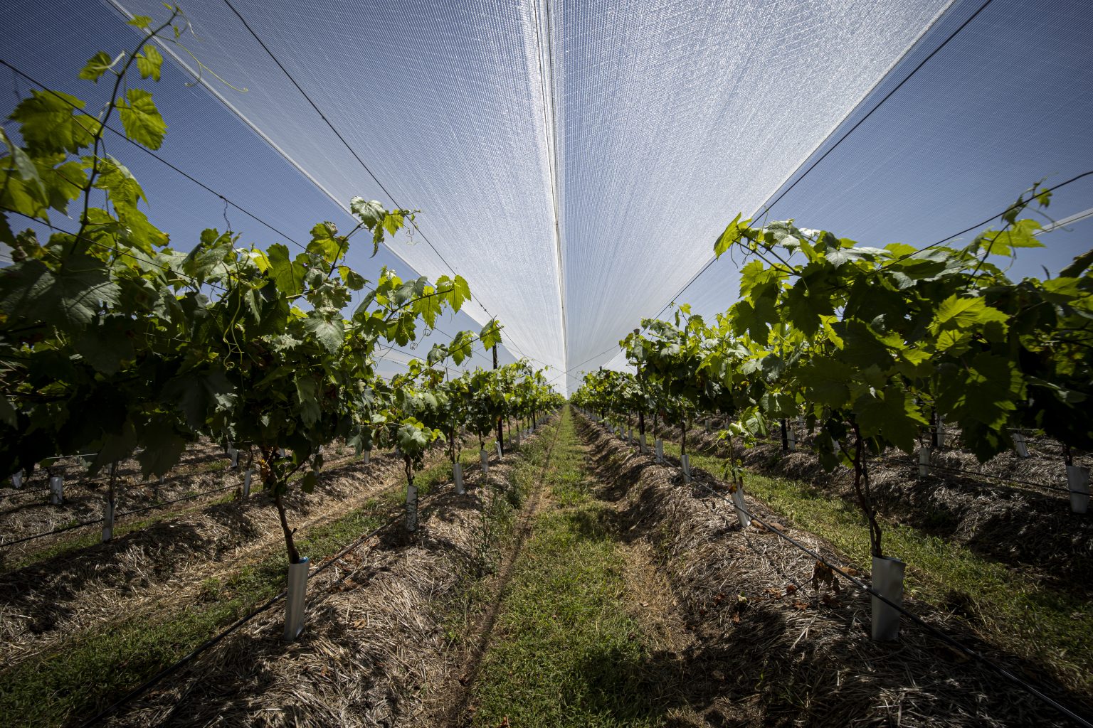 PlusNet shade nets: Safeguarding your table grape harvest with ...