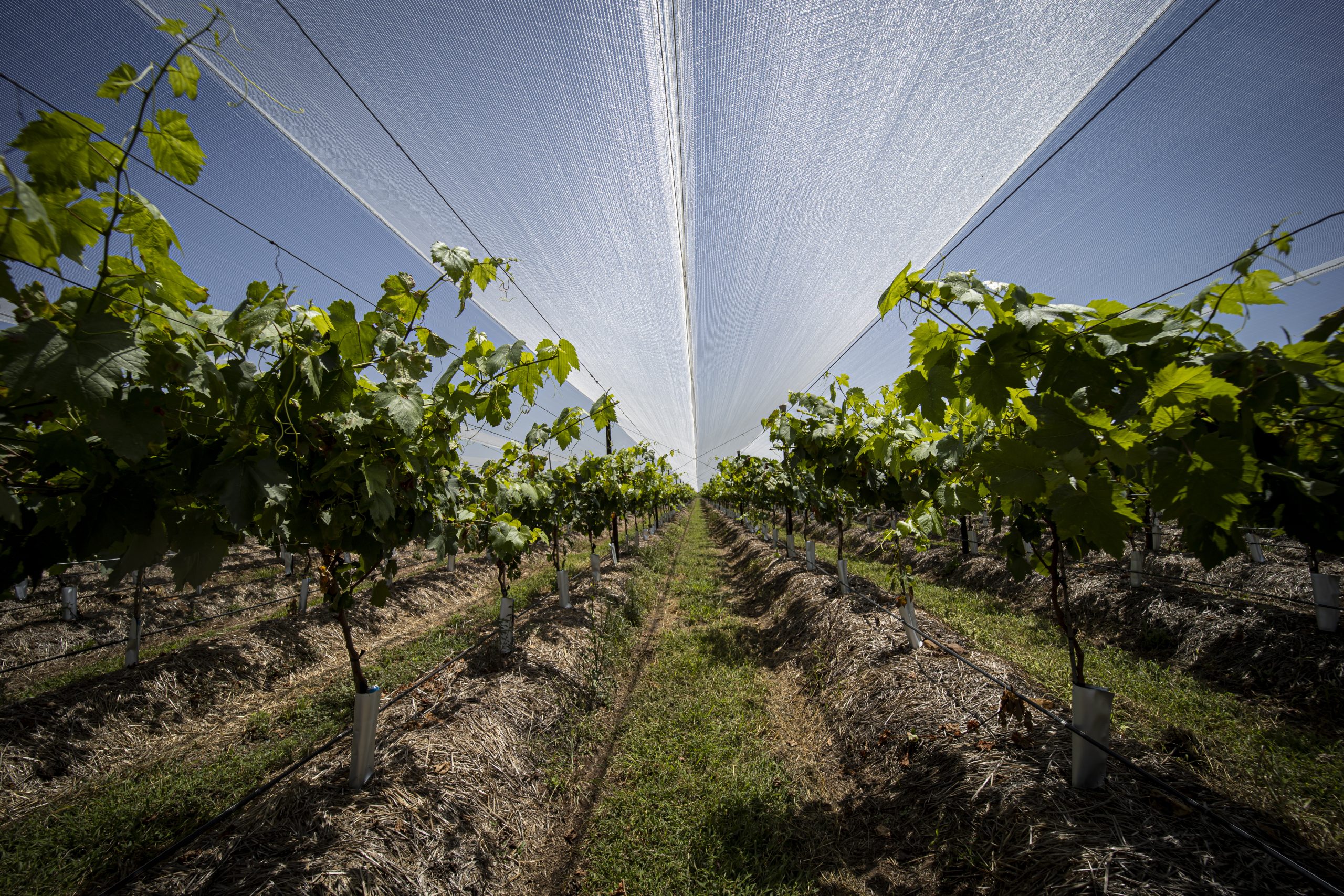 PlusNet shade nets: Safeguarding your table grape harvest with ...