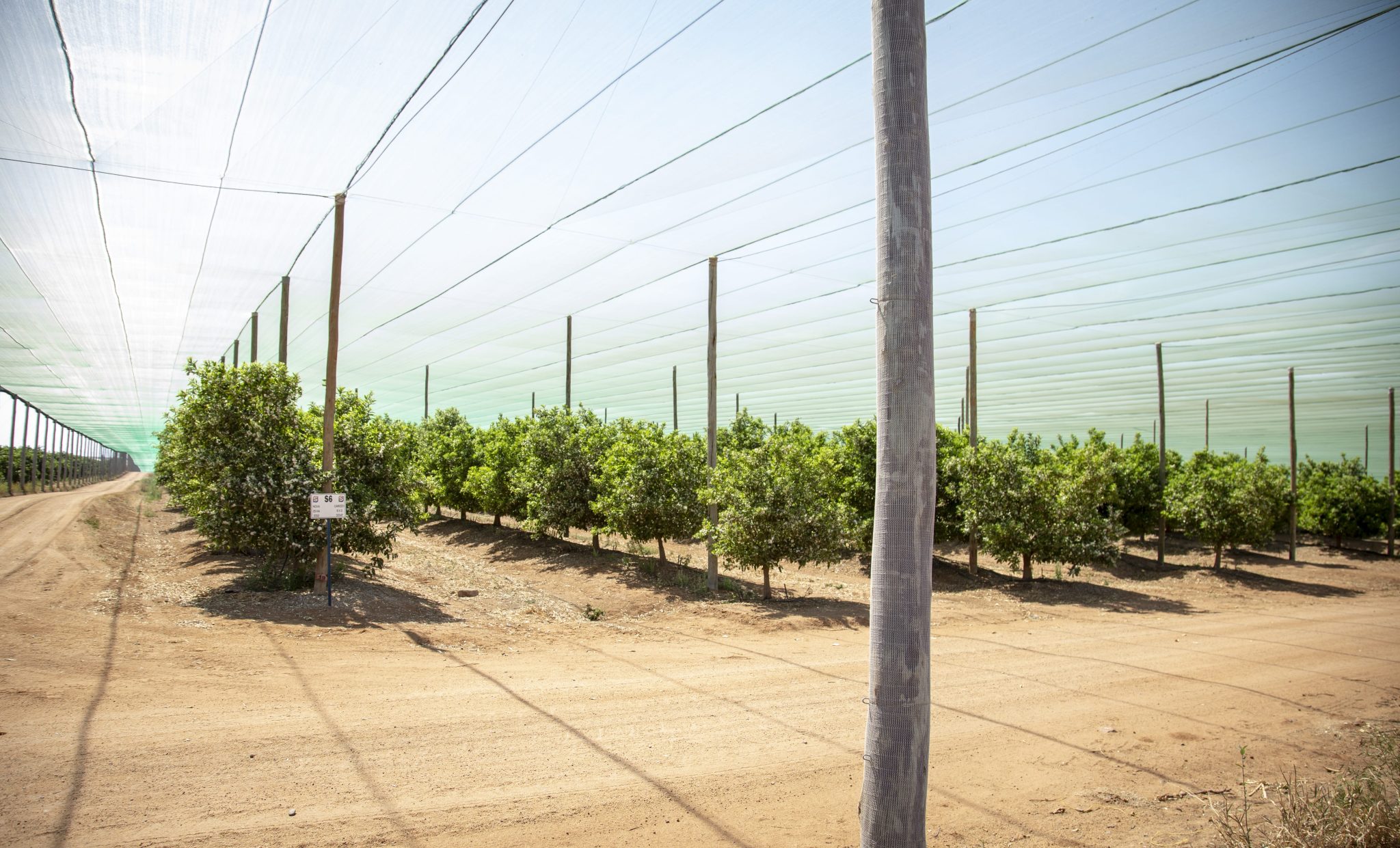Harnessing the sun: Citrus and agricultural shade net - PlusNet