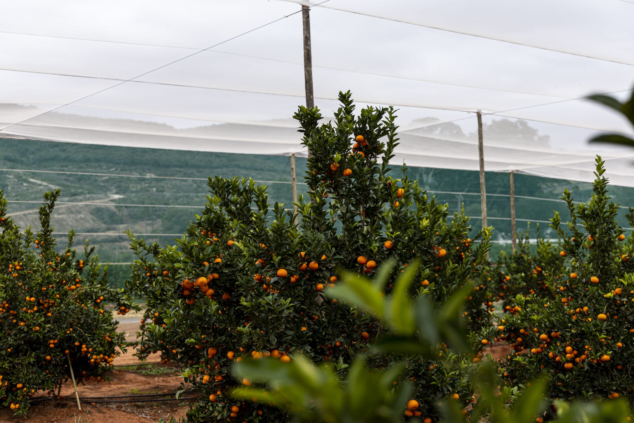 Citrus cultivation under cover: The benefits of PlusNet shade netting ...