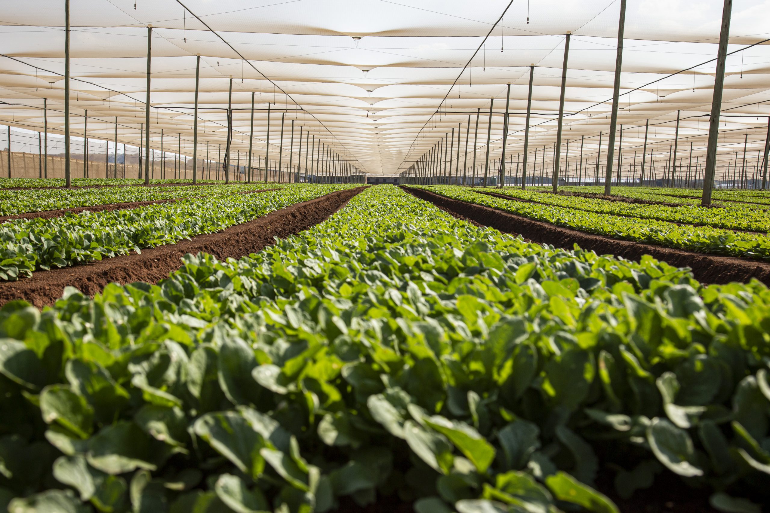 Sustainable agriculture revolution: The role of PlusNet shade nets in ...
