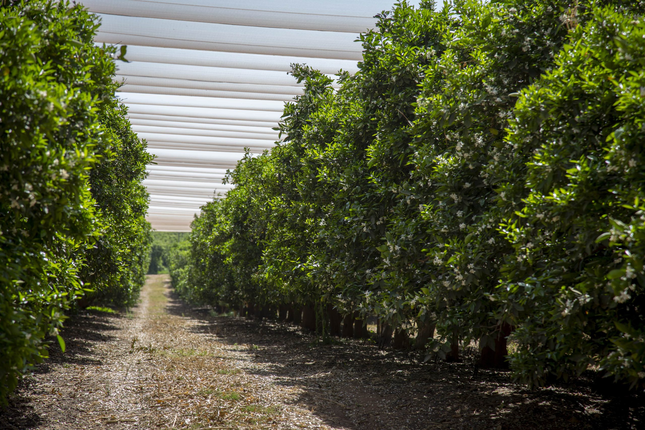 Unveiling the benefits: How citrus crops thrive under PlusNet ...