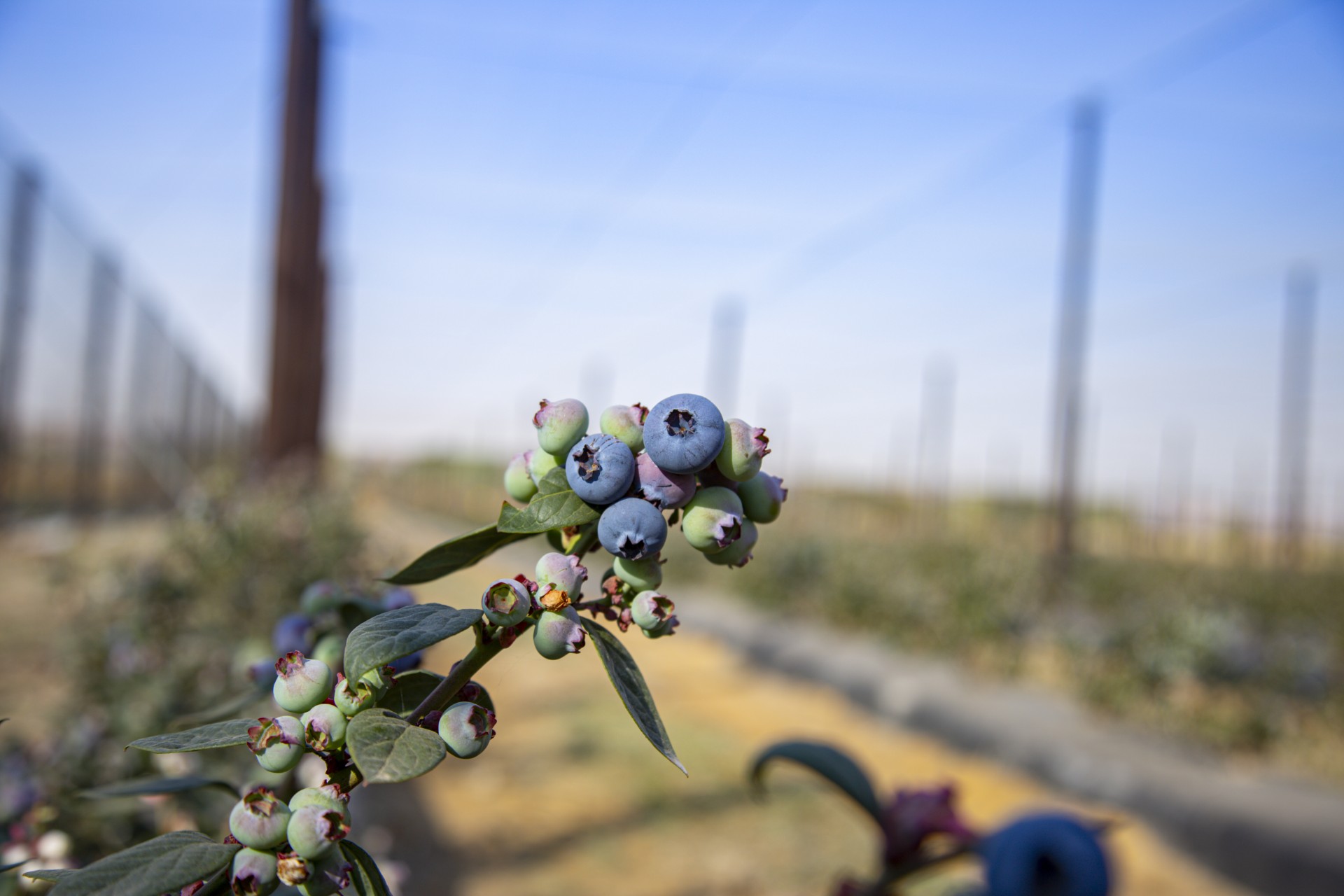 Maximise your blueberry yield with PlusNet’s durable agricultural nets ...