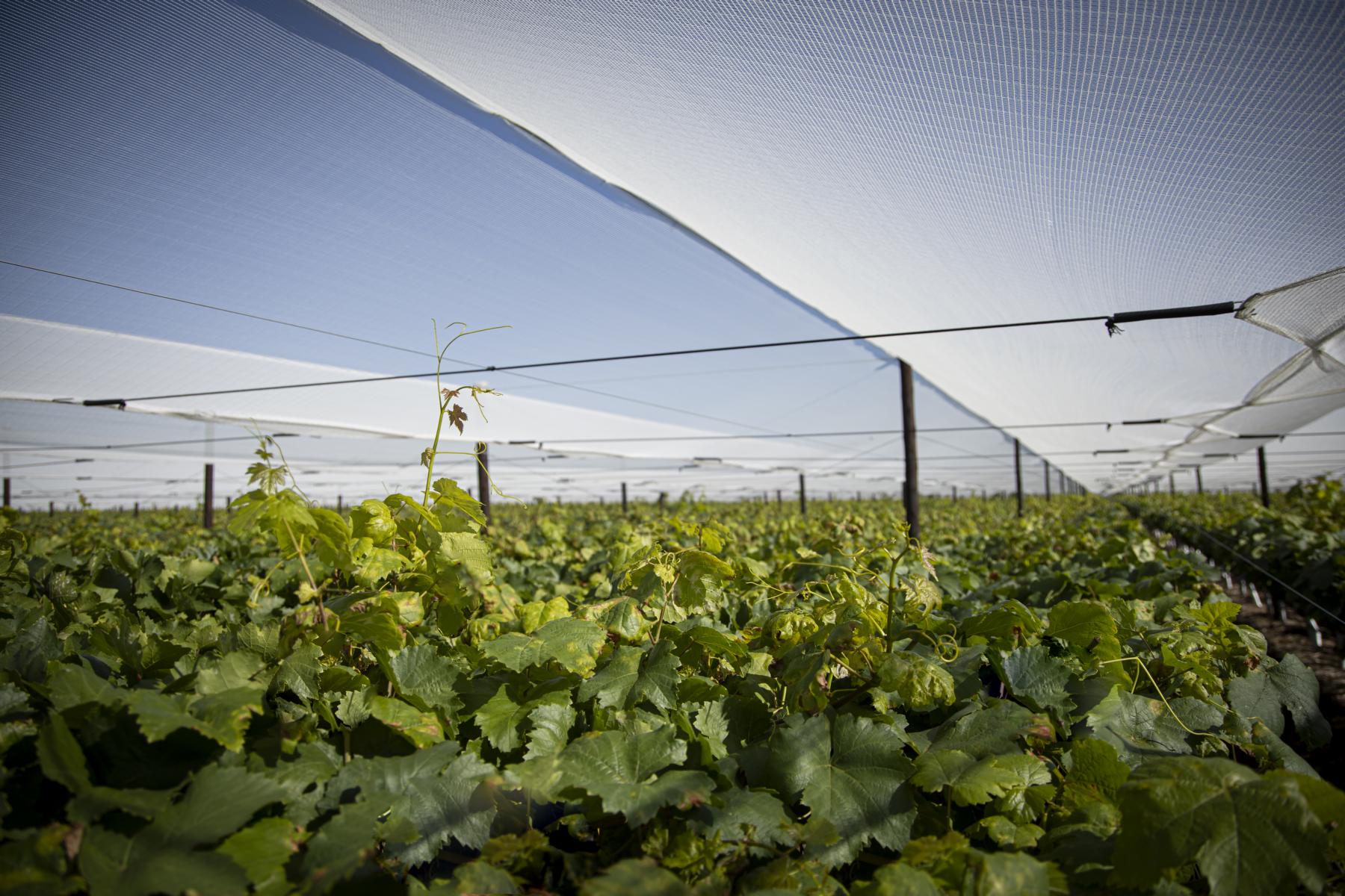 PlusNet-Geotex: Innovating the future of nets and textiles - PlusNet